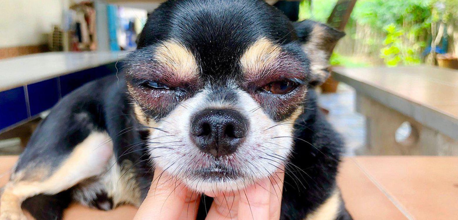 La Blefaritis Es Contagiosa En Perros