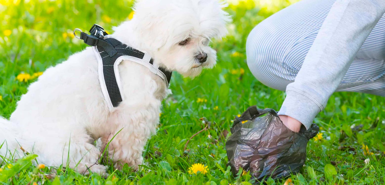 Por Qué La Caca De Mi Perro Es Blanda Y Amarilla
