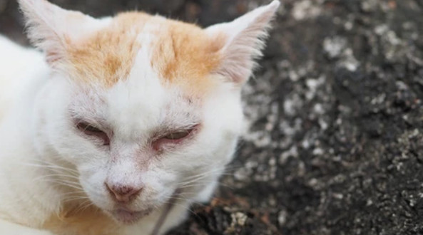 La Blefaritis Es Contagiosa En Perros